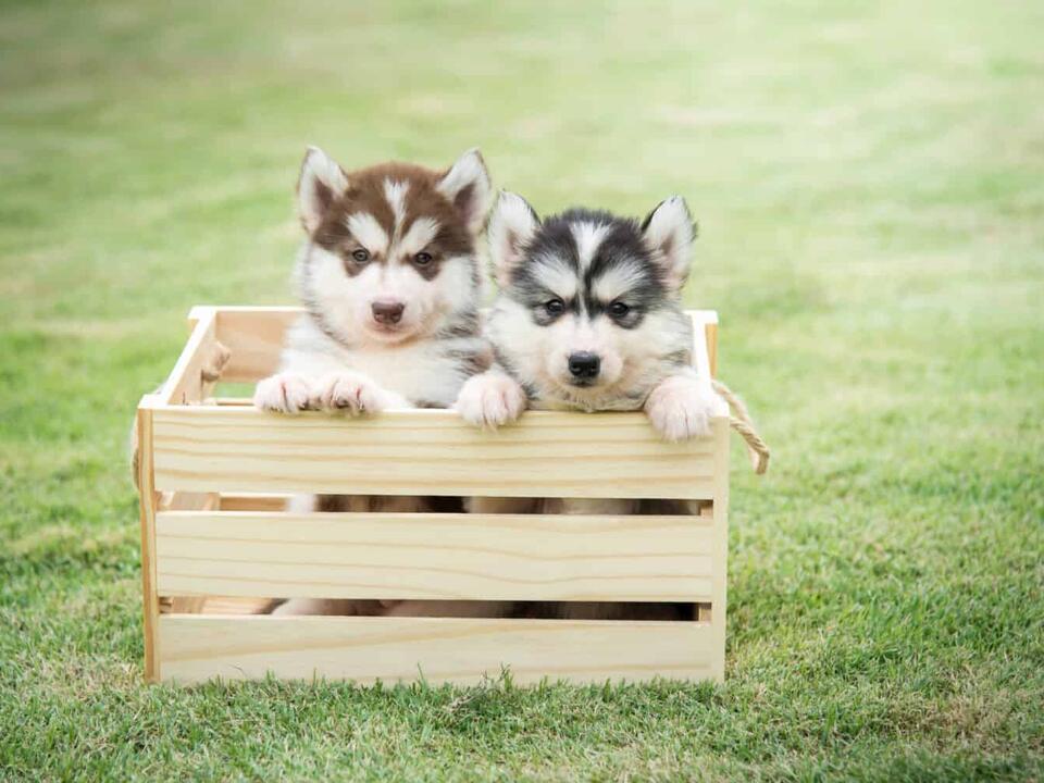 8 Animals That Are Blind at Birth… And Gain Sight Later in Life