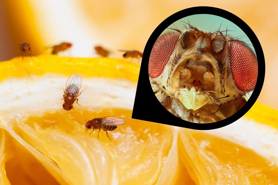TRIED IT! This New Way To Kill Fruit Flies in Minnesota Is Amazing ...