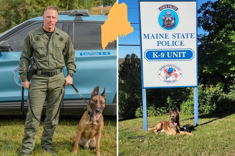 K9 Preacher From Maine State Police Department Killed in the Line of ...