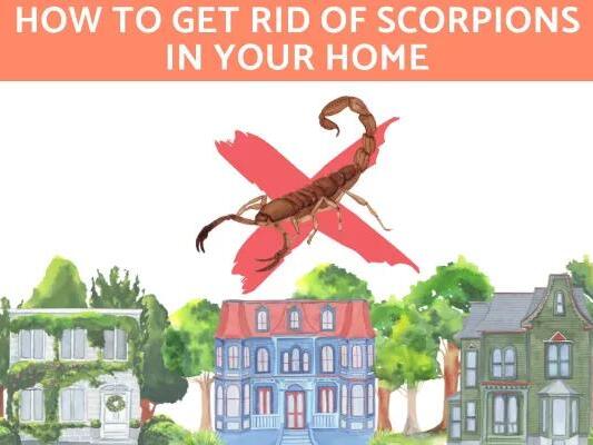 How to Get Rid of Scorpions in Your Home Naturally
