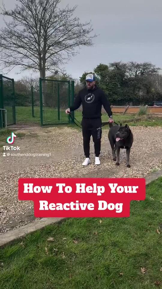 How To Help Your Reactive Dog #canecorso #mastiff #dogs - NewsBreak