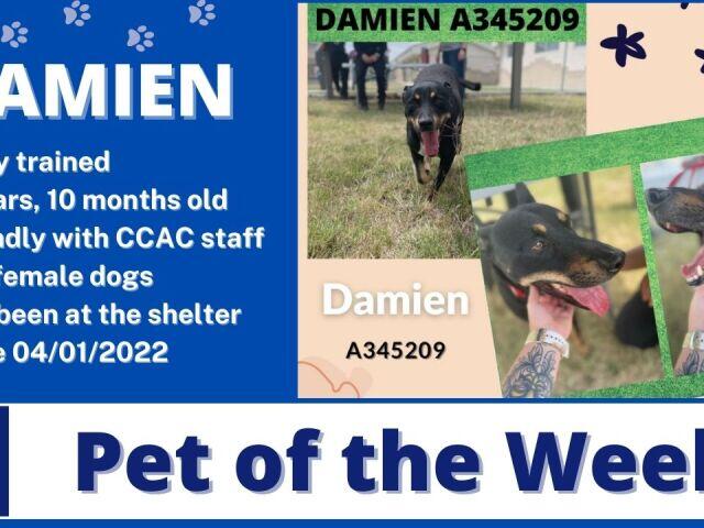 Pet Of The Week: Damien - NewsBreak