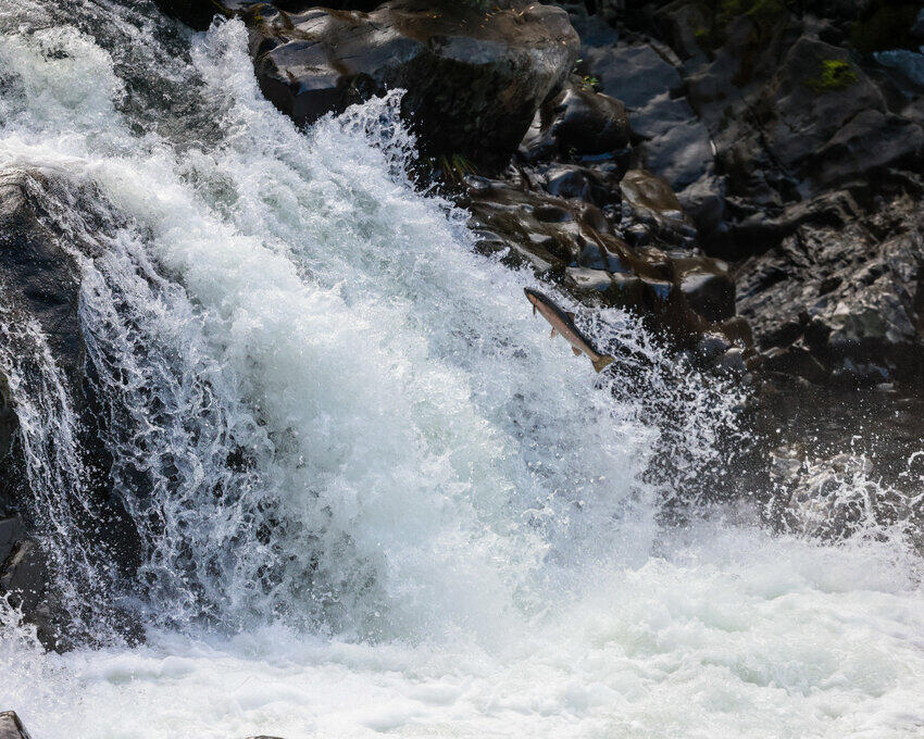 Steelhead migration begins as fish jump Lucia Falls - NewsBreak