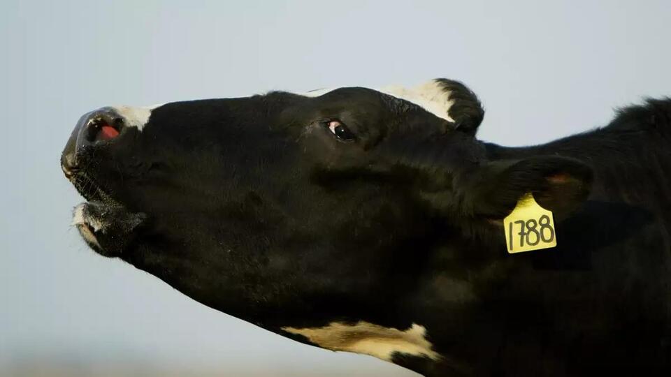 It's Black Cow Day?! - NewsBreak
