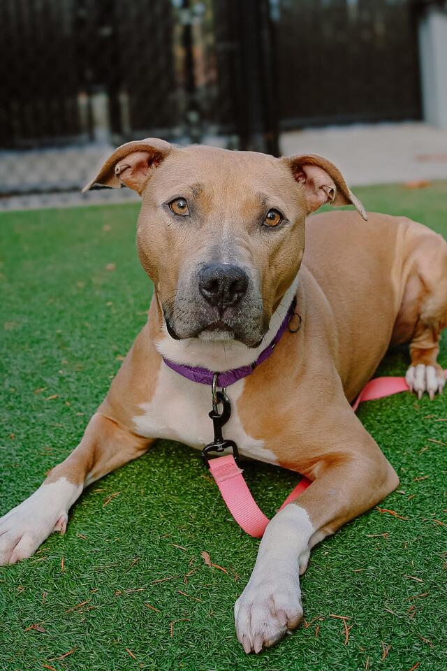 Feel Good Friday: Pet of the Month, Lynnwood Cares, and an Oscar ...