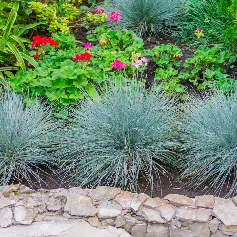 6 Blue Ornamental Grasses That Will Wow Your Neighbors And Add A Unique ...