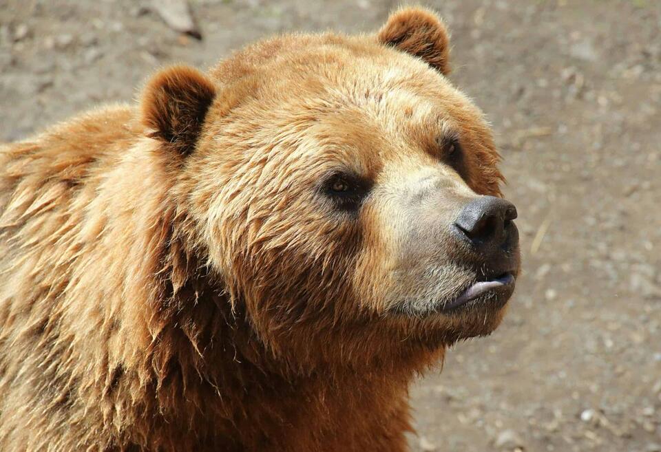 15 Most Sacred Native American Spirit Animals and What They Mean ...