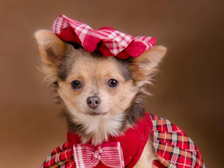 200+ Amazing Scottish Dog Names and Their Meanings