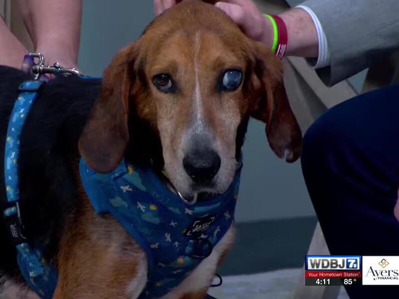 Angels of Assisi talks new adoption event