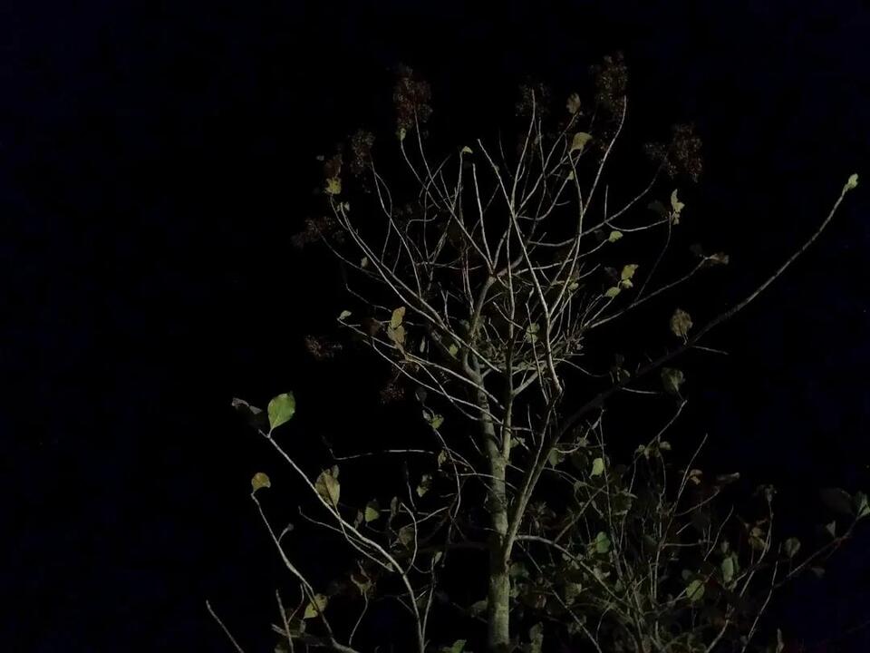 The Fascinating Science of Photoperiodism: How Plants Know the Days Are ...
