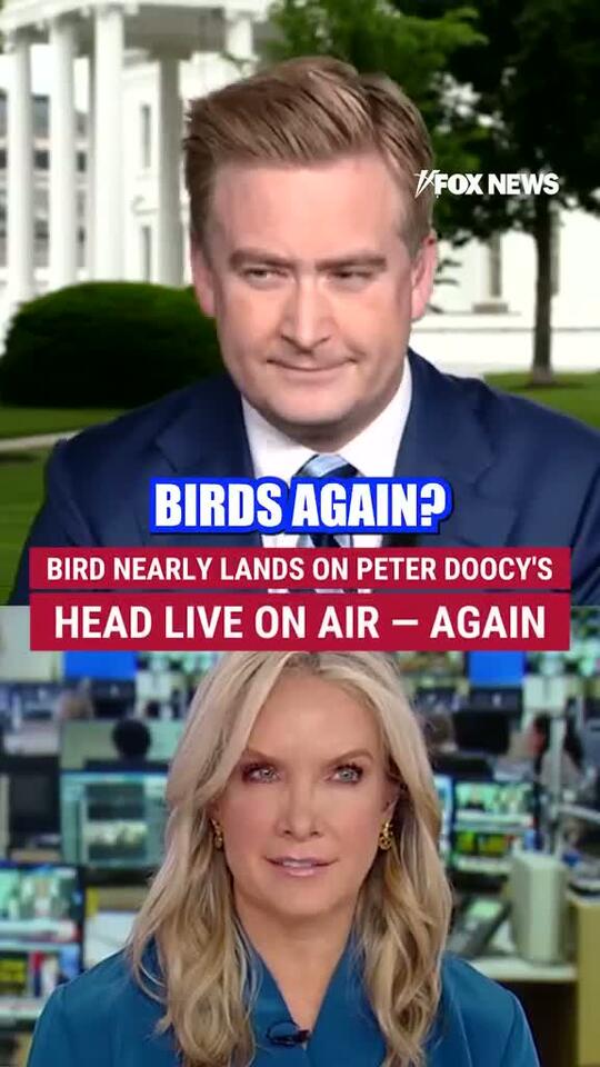 The birds at the White House just can't get enough of Peter Doocy ...
