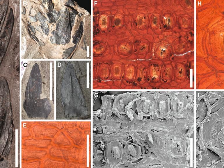 Fossils from lush 53 million-year-old South Pole rainforest discovered ...