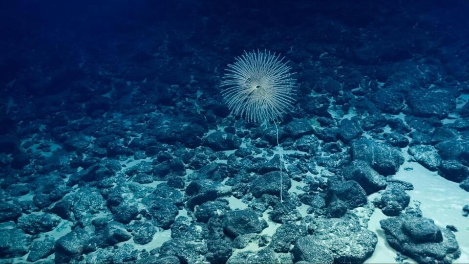 Exploring Deep Sea Habitats of the Cook Islands with New Camera Tech ...