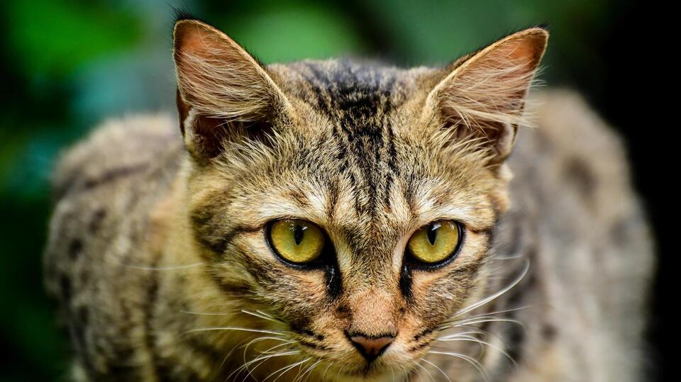 Cat killing conviction reversed - NewsBreak