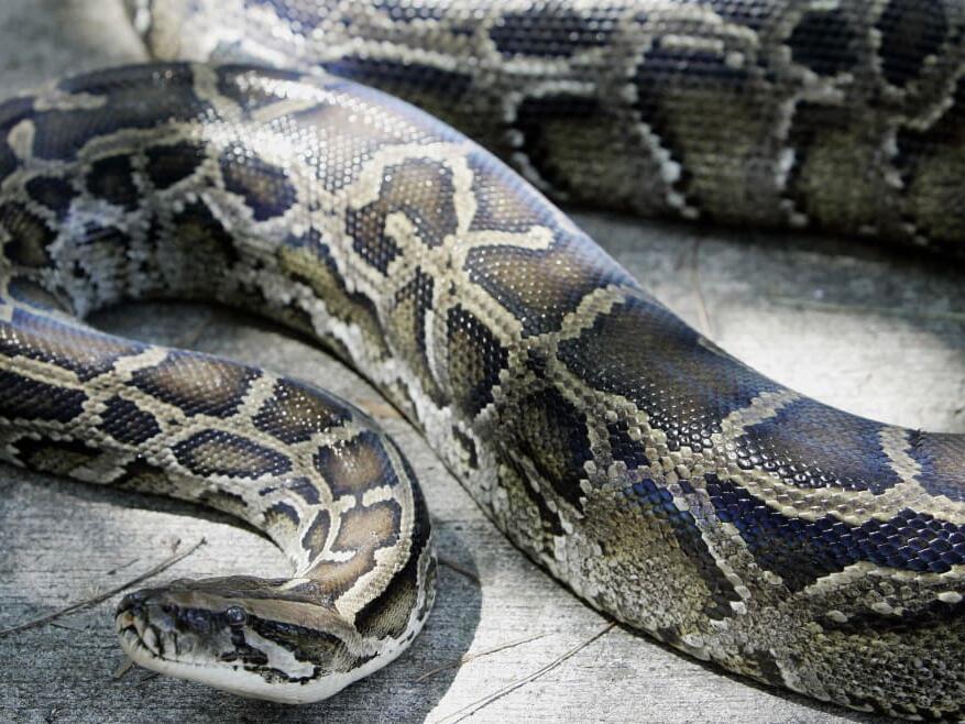 Georgia Men Plotted to Have ‘Large Python’ Eat Woman’s Daughter, Feds Say
