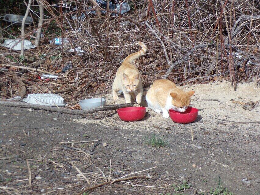 Humane Animal Partners announces 2026 feline spay/neuter dates - NewsBreak