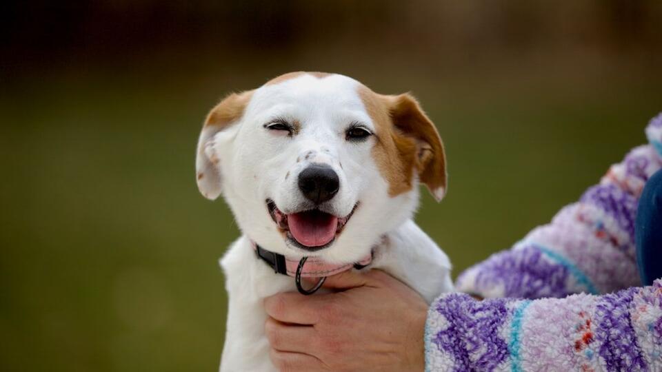 Luna’s Adoption Moment: How One Rescue Dog’s Focus Revealed the Power ...