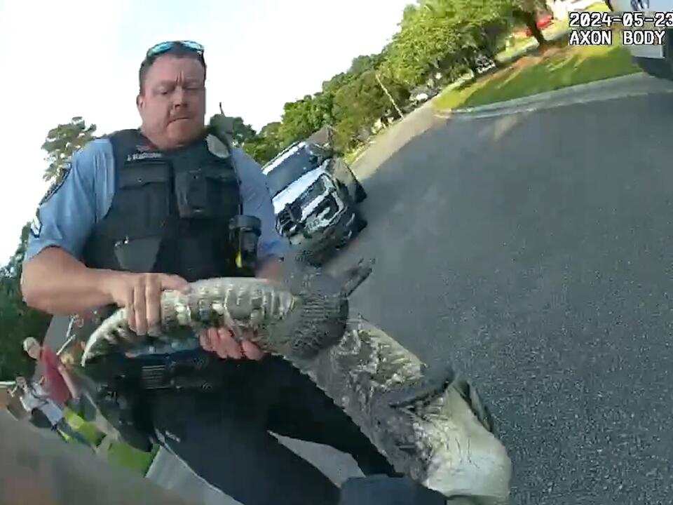 VIDEO: Georgia officers capture gator in neighborhood, release it to ...