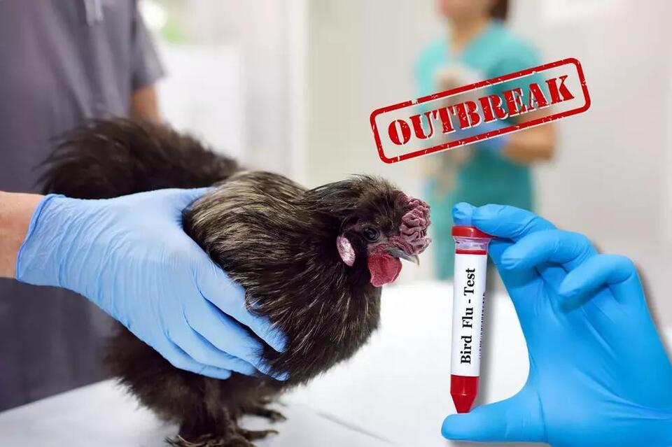 Indiana Reports Another Bird Flu Outbreak, 70 Birds ‘Depopulated ...