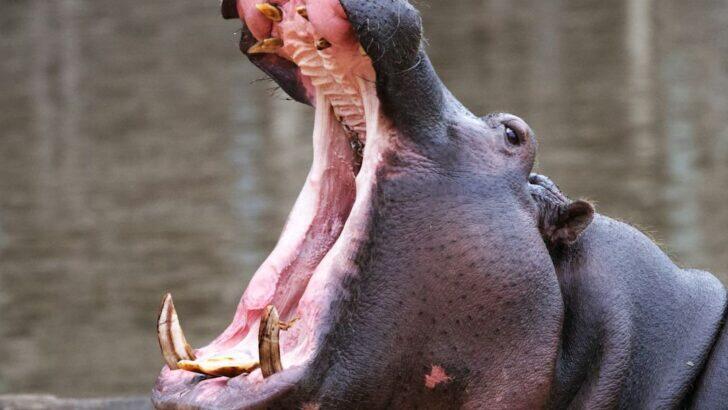 10 Animals With the Strongest Bite Force - NewsBreak