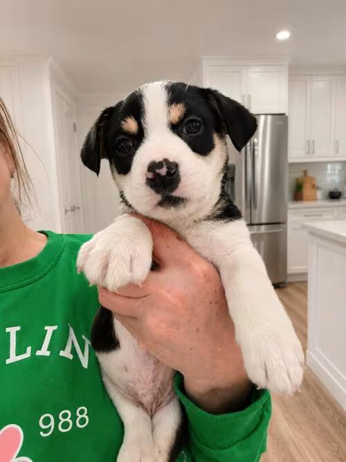 🐶 Playful Puppies and Loving Dogs Ready for Adoption in Holladay ...