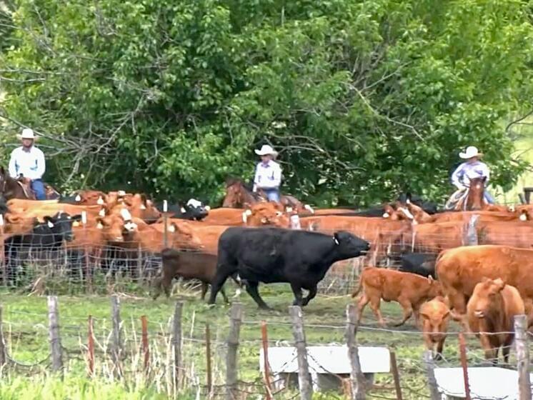 Disaster aid available for Texoma farmers, ranchers Disaster aid available for Texoma farmers, ranchers