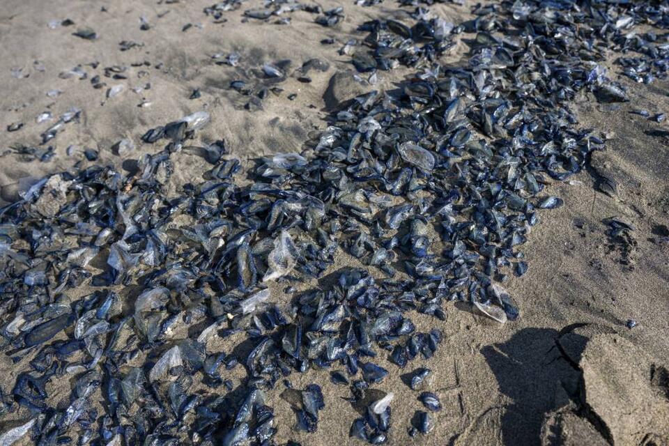 Thousands of Mysterious Blue Creatures Wash Up on Bay Area Beaches ...