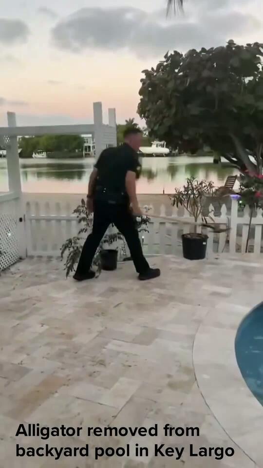 Alligator removed from backyard pool in Key Largo with shovel and broom ...