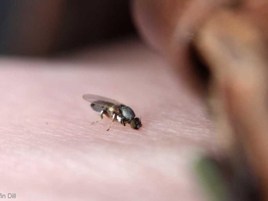 The secret weapon for combatting black flies