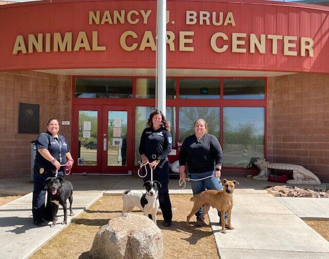 Soldier's Best Friend to launch new prison training program with rescue ...