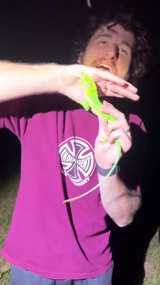 Guy catches a Cuban Knight Anole and its biting his hand - NewsBreak