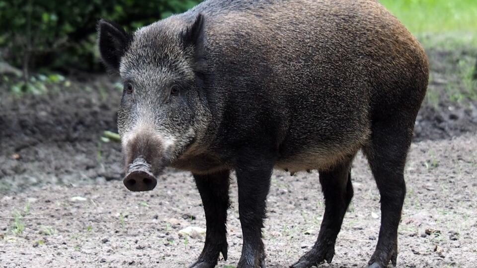 Bright Blue Pigs Are Showing Up in California, and It's a Sign of a ...