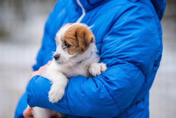 7 dog types most at risk from icy weather need extra help to 'stay safe' - NewsBreak