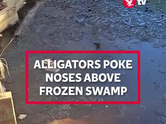 Alligators at a frozen-over swamp in North Carolina were seen poking ...