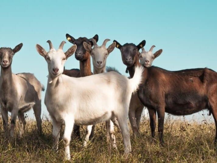 The 10 Best and Most Iconic Farm Animals