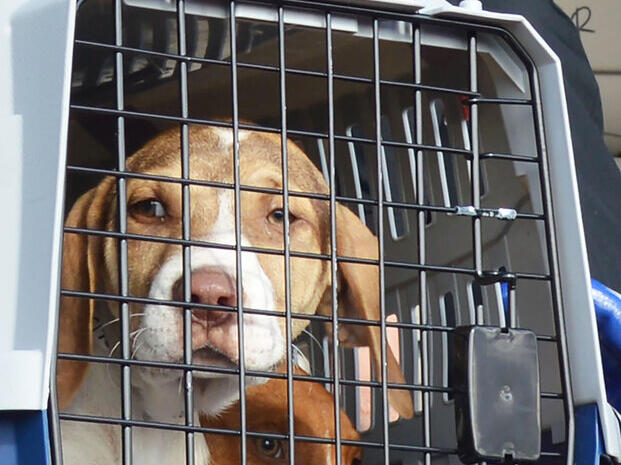 SPCA offering free canine influenza, distemper shots at Delaware locations