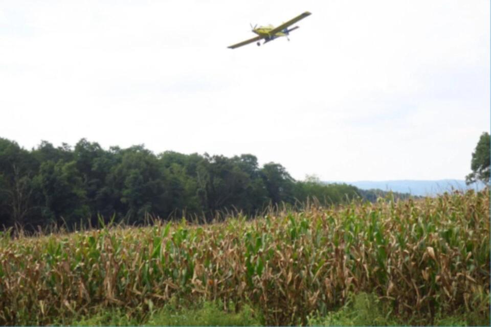 Concerned about strange planes overhead? It's nothing 'seedy' - NewsBreak