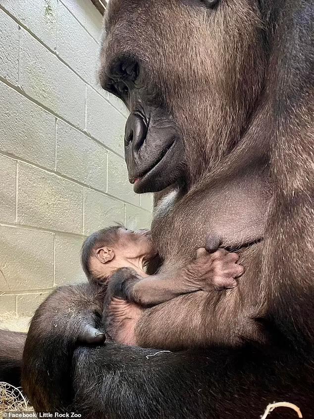 Beautiful moment zookeeper introduces her newborn to gorilla friend's ...