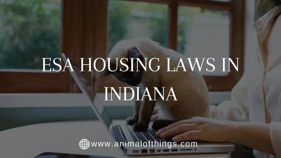 ESA Housing Rights in Indiana: What the Law Actually Requires - NewsBreak