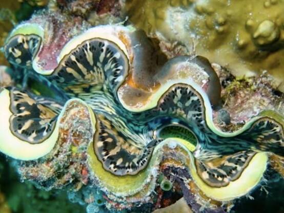 New Tandem Solar Cell Discovered Posing As A Giant Clam