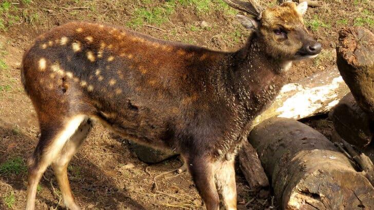 Animals That Start With V - NewsBreak