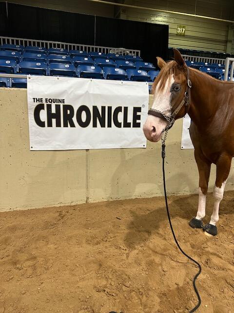 2026 Pinto World Show Scheduled Released - NewsBreak