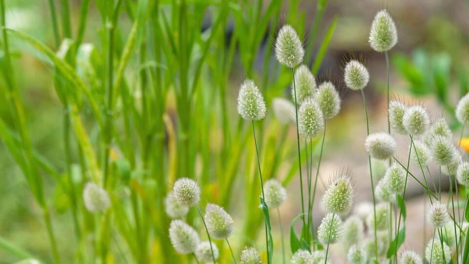 How to Plant, Grow, and Care for Bunny Tails Grass - NewsBreak