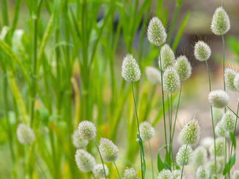 How to Plant, Grow, and Care for Bunny Tails Grass