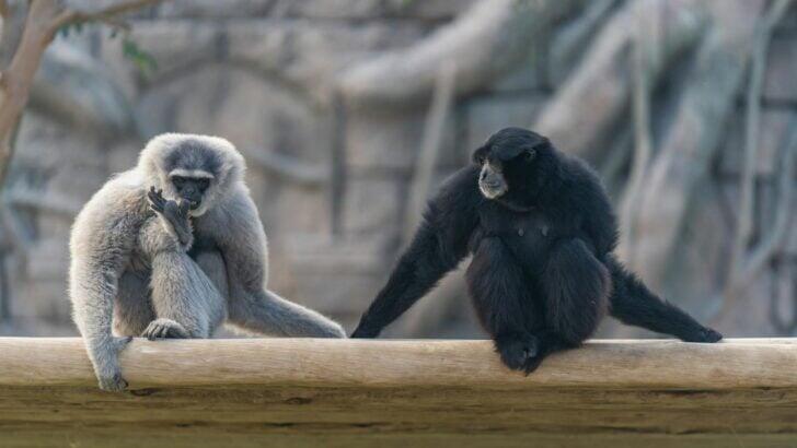 The Most Loyal Animal Pairs in the Wild - NewsBreak