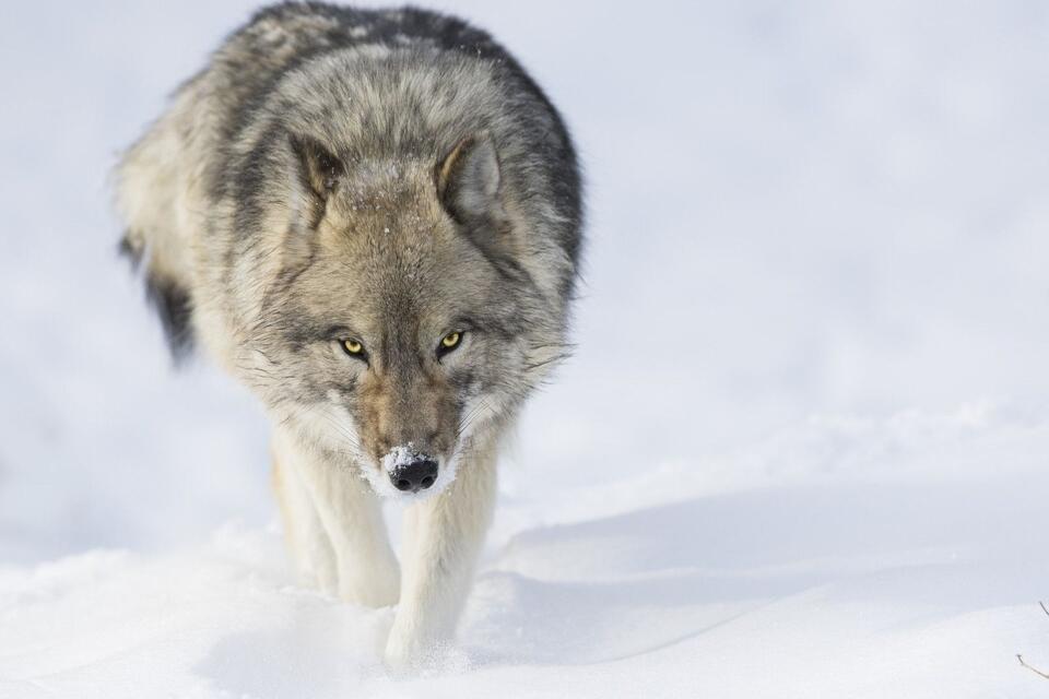10 Members Of Congress From Minnesota + Wisconsin: ‘Delist Grey Wolves ...