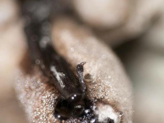 A stealth fungus has decimated North American bats but scientists may ...