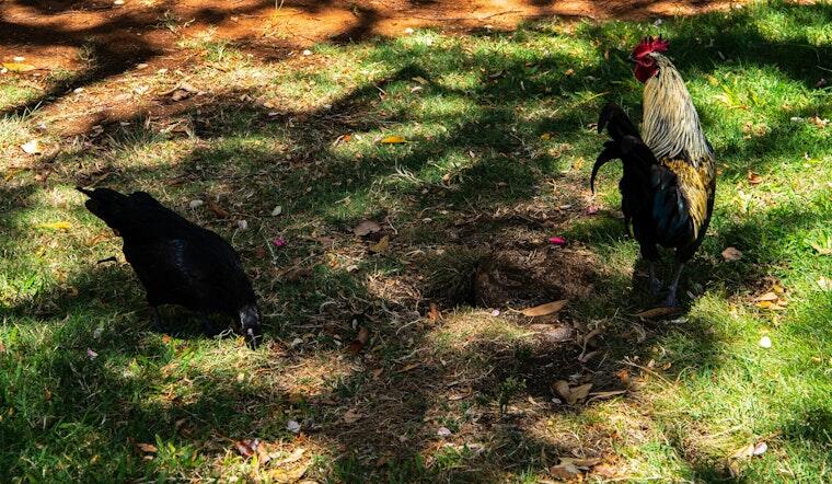 Feral Roosters Dodge Traps in Waikīkī, Leaving Neighbors With a Daily ...