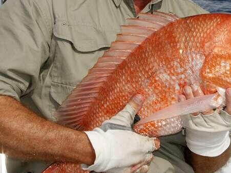 Two Texas towns among Gulf's top red snapper spots, European website says