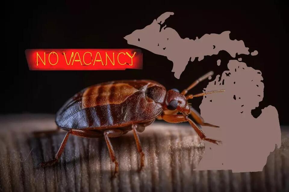 Bed Bugs vs. Michigan Hotels and Guests: The Year-Round Nightmare - NewsBreak